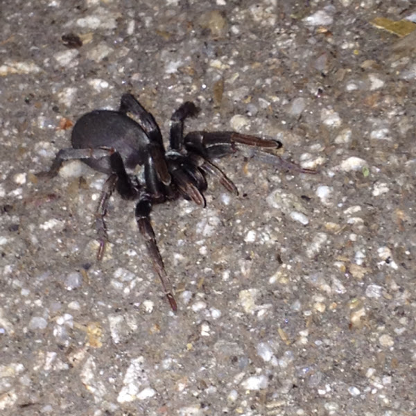 Turret Spider | Project Noah