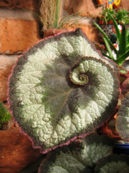 Begonia rex escargot | Project Noah