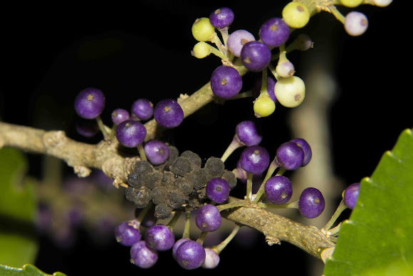 Whiteywood or Mahoe (female) | Project Noah