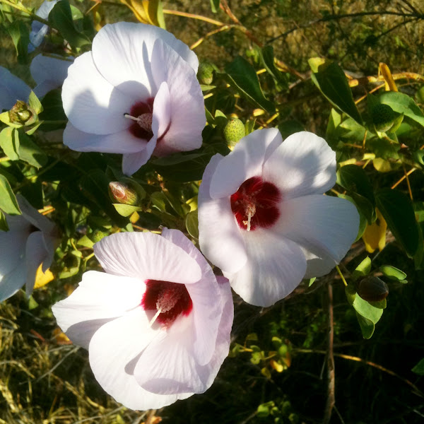 Native hibiscus | Project Noah