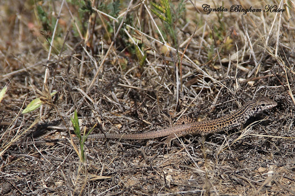 Coastal Whiptail | Project Noah