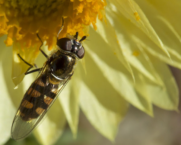 Hover fly | Project Noah