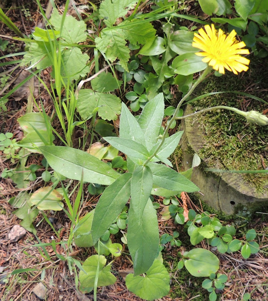 Canada Hawkweed | Project Noah