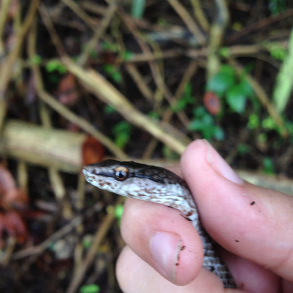 Puerto Rican Racer_Corredora de PR | Project Noah