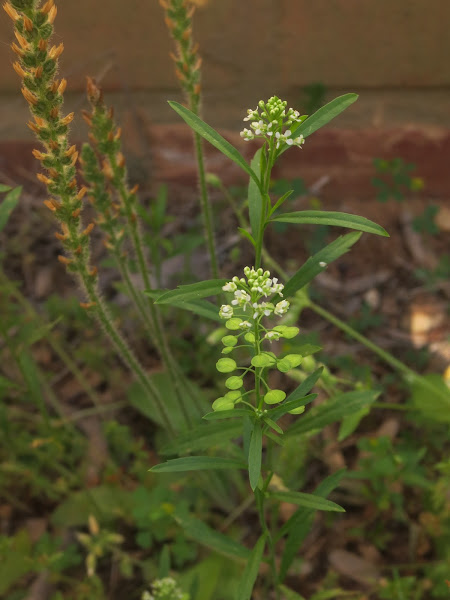 Virginia peppergrass | Project Noah