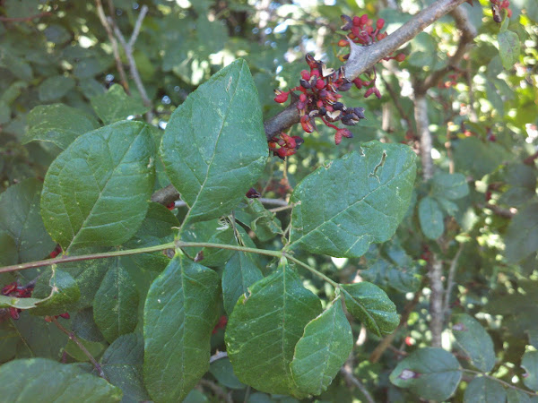 Prickly ash | Project Noah