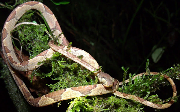 Blunthead Tree Snake | Project Noah