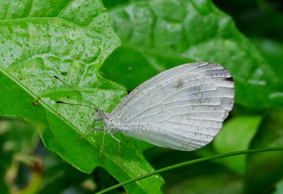 Psyche butterfly | Project Noah