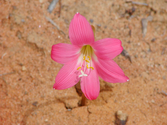 onion-of-lizard (Cebola-de-calango) | Project Noah