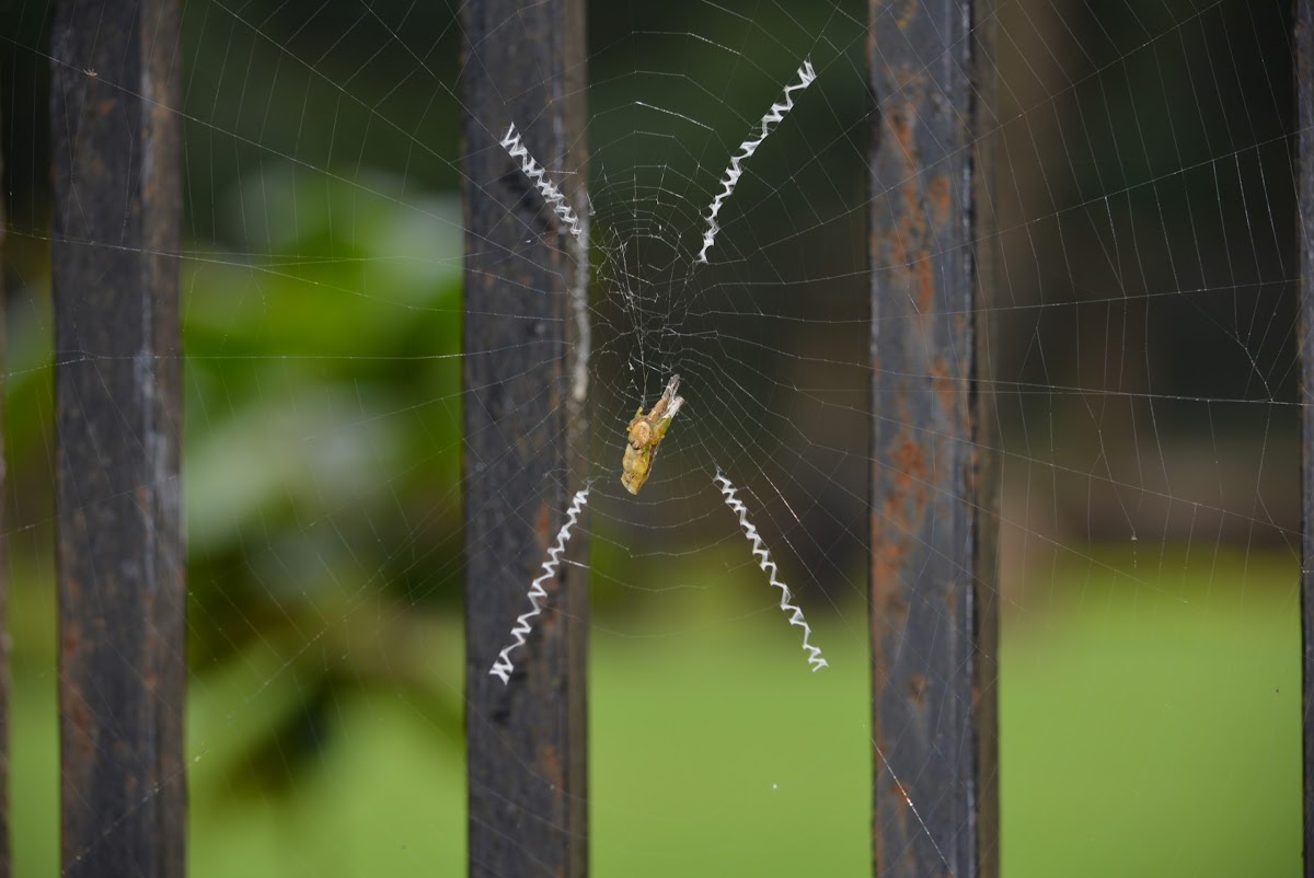 St. Andrew's Cross spider | Project Noah