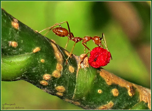 Hantik, Weaver Ants | Project Noah