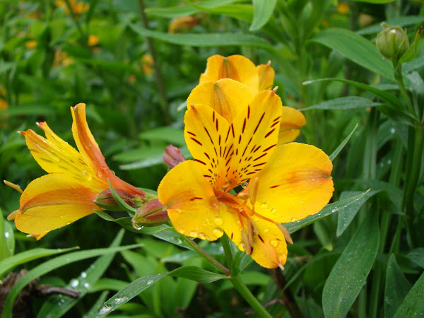 Golden yellow Peruvian Lily | Project Noah