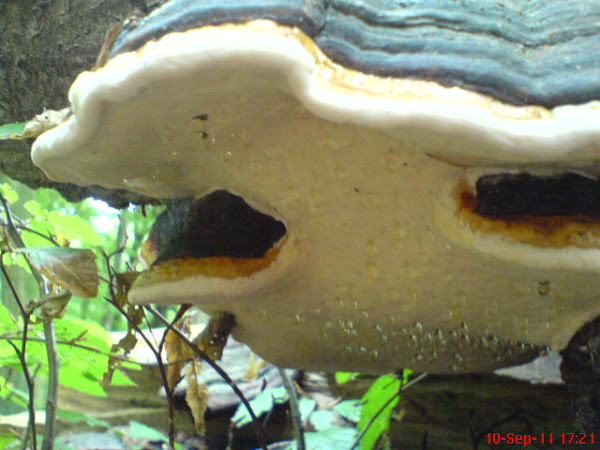 Red Banded Polypore | Project Noah