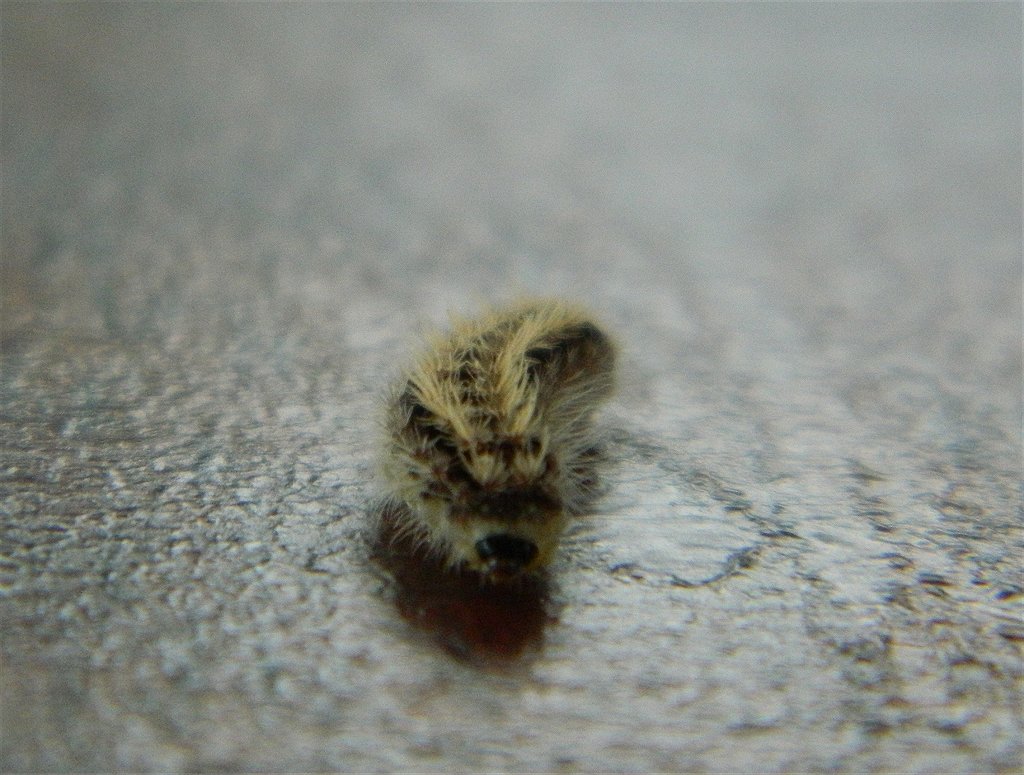 Purple Tiger moth larvae | Project Noah