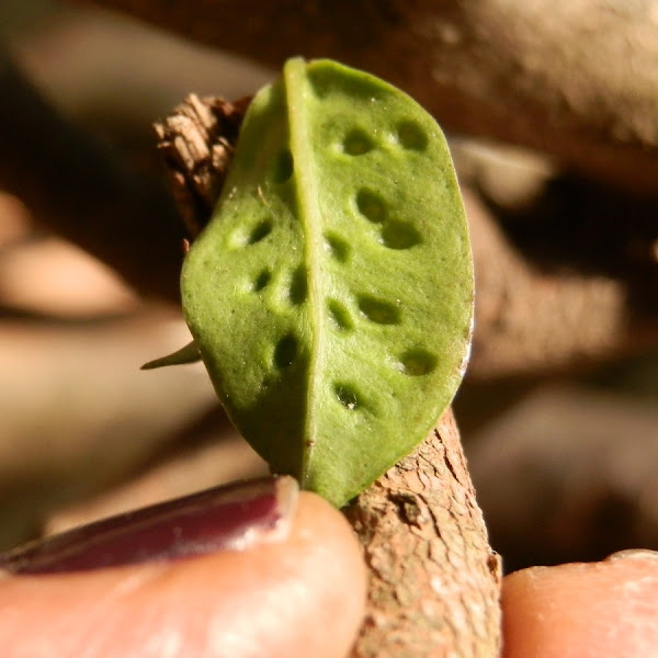 Pimple Psyllid Gall | Project Noah