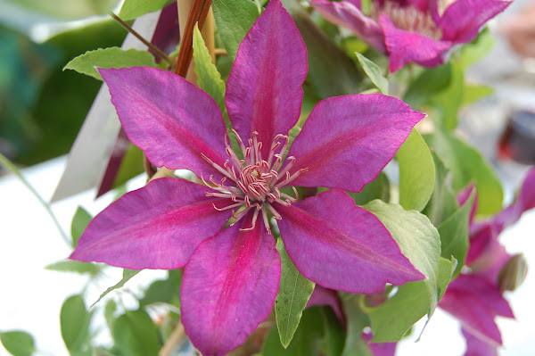 Clematis | Project Noah