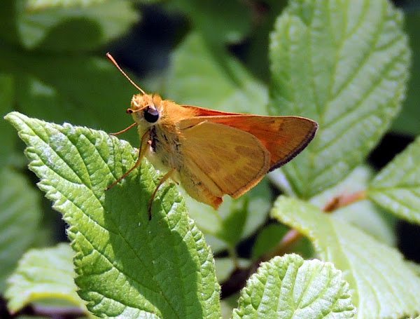Leonard's Skipper | Project Noah