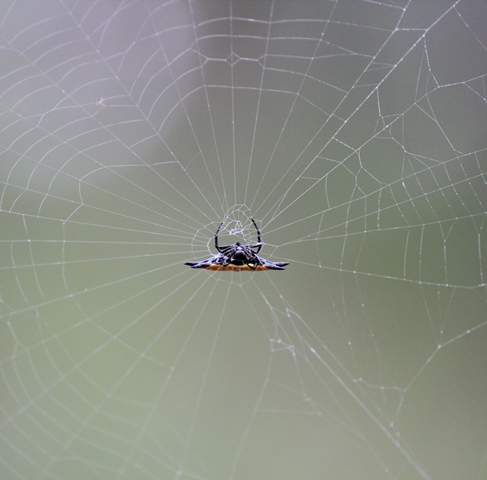 Four-spined Jewel Spider | Project Noah