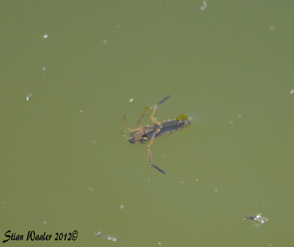 Common Backswimmer | Project Noah
