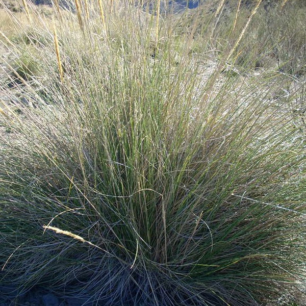 Spanish Plants and Tradition | Project Noah