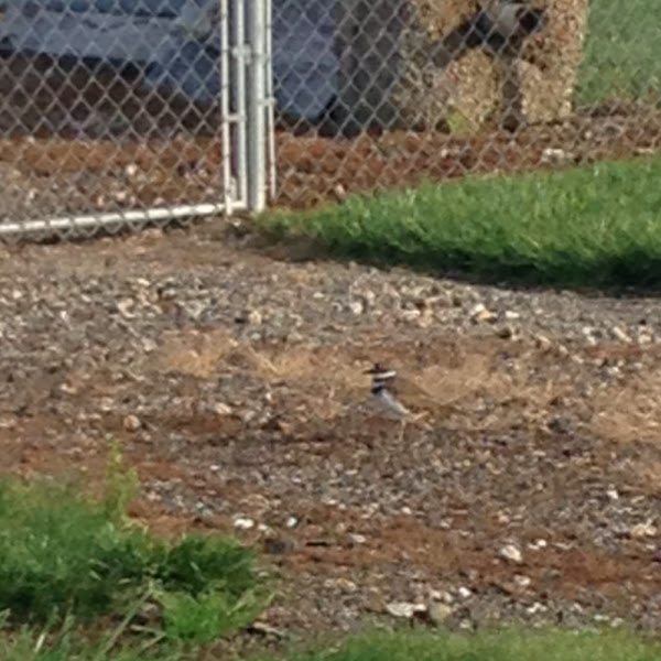 Killdeer | Project Noah