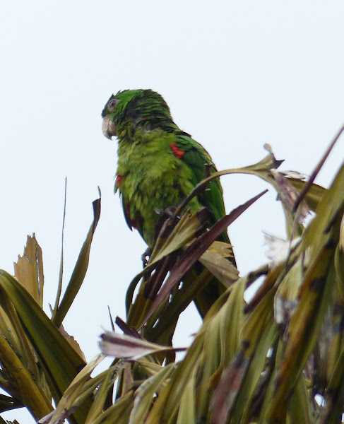White-eyed Parakeet | Project Noah