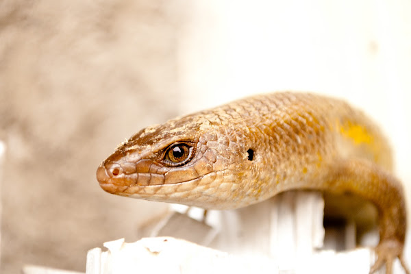 Sand Lizard [skink,bubuli] | Project Noah