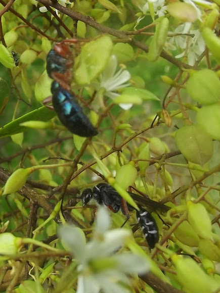 Bluebottle wasp | Project Noah