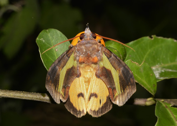 Fruit piercing Moth - Female | Project Noah