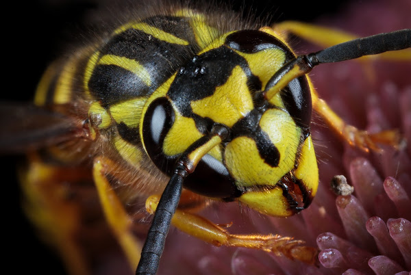 Yellowjacket | Project Noah