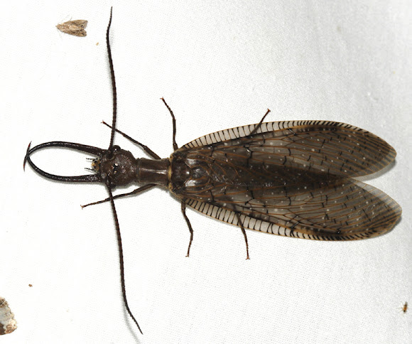 Dobsonfly | Project Noah