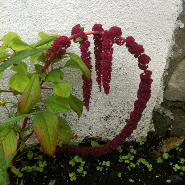 Foxtail Amaranth | Project Noah