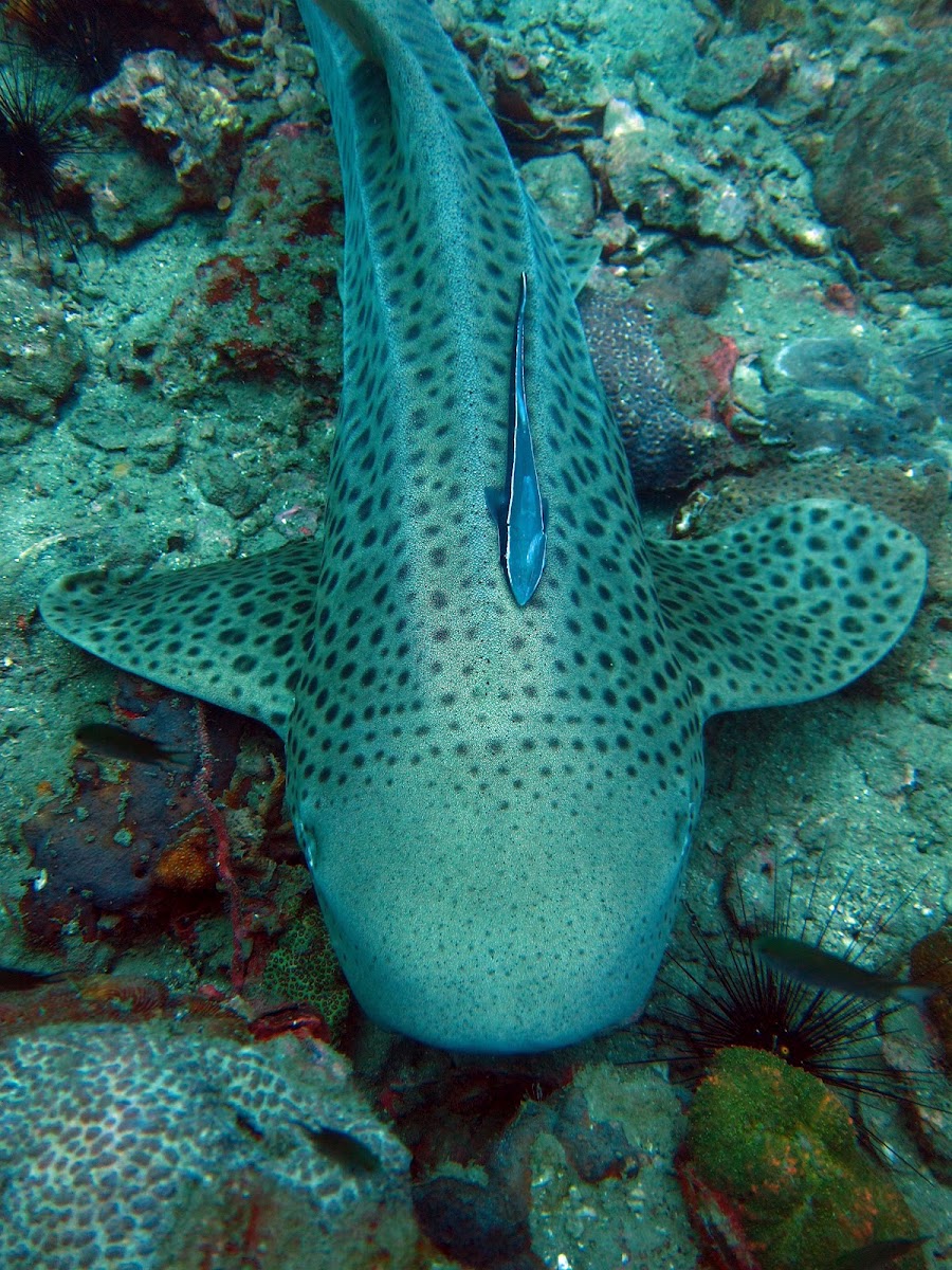 Zebra shark | Project Noah