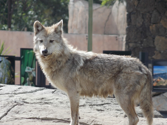 Lobo Mexicano | Project Noah