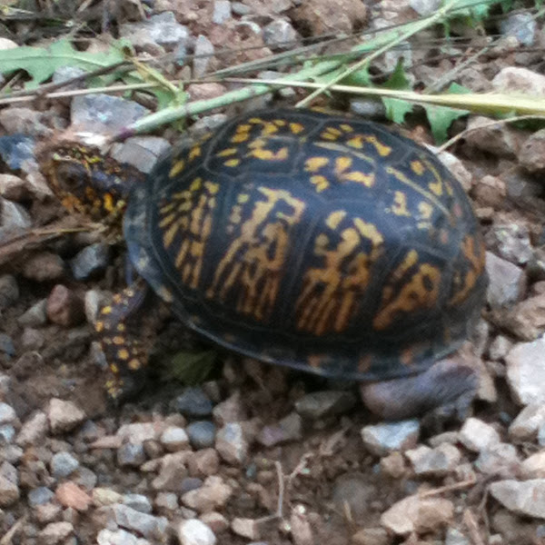 Eastern Box Turtle | Project Noah