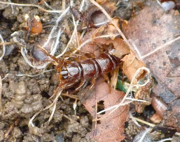 Stone centipede | Project Noah