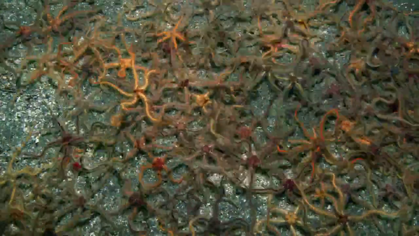 Brittle Starfish | Project Noah
