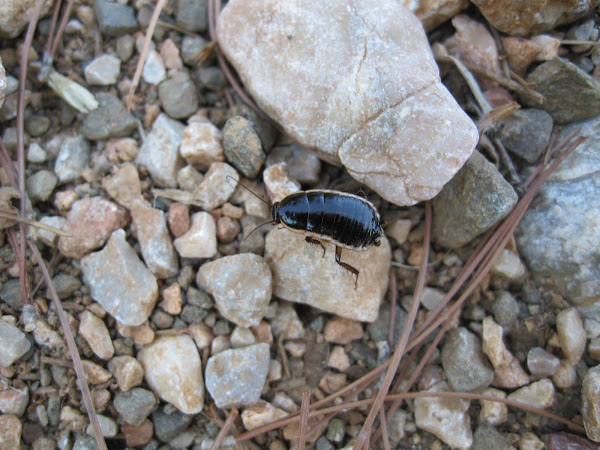 Field cockroach | Project Noah