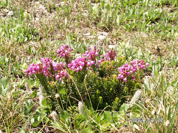 Pink Mountain Heather | Project Noah