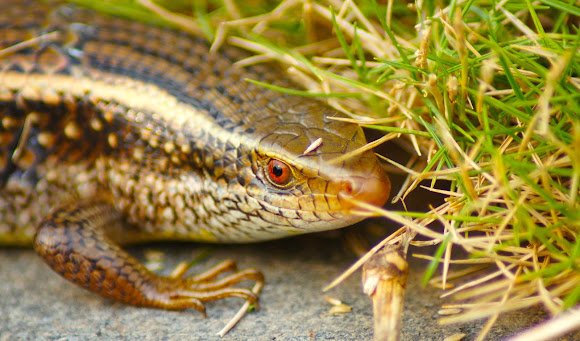 indian forest skink | Project Noah