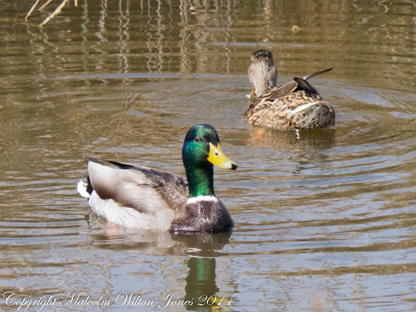 Mallard; Anade Real | Project Noah