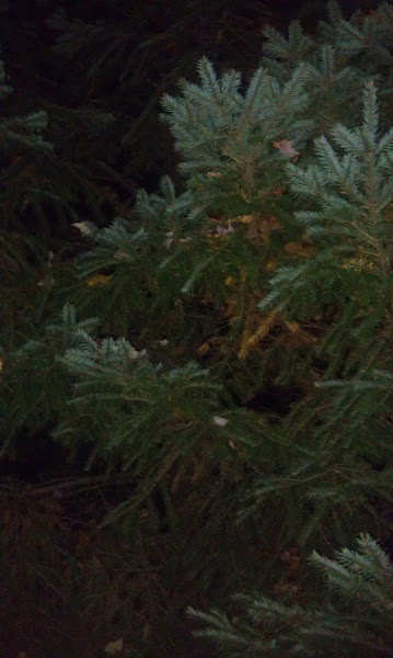 Blue Spruce | Project Noah