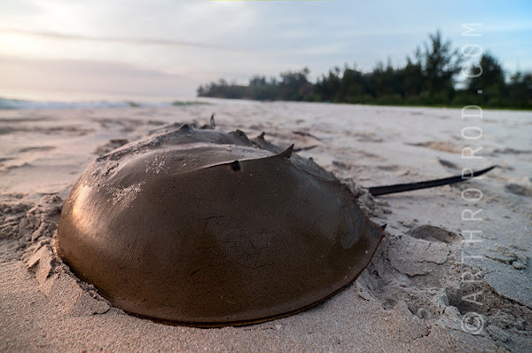 limule | Project Noah