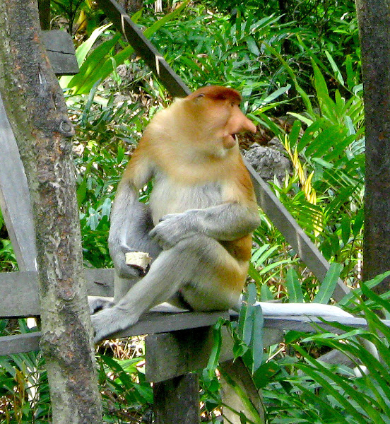 Proboscis Monkeys | Project Noah