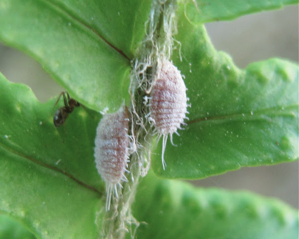Long-tailed Mealybug | Project Noah