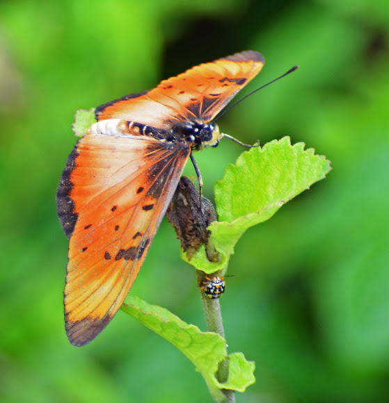 Large spotted acraea | Project Noah