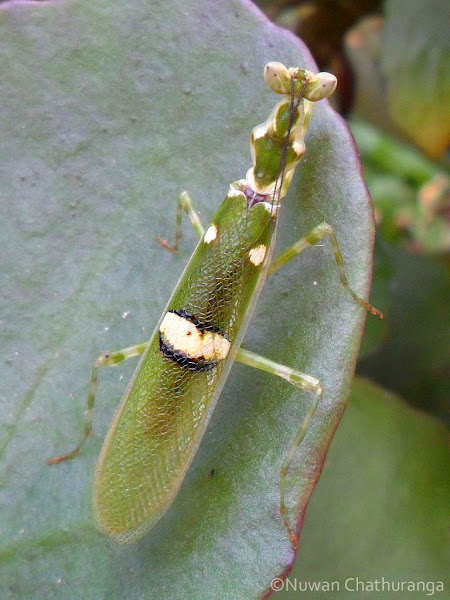 Jeweled Flower Mantis | Project Noah