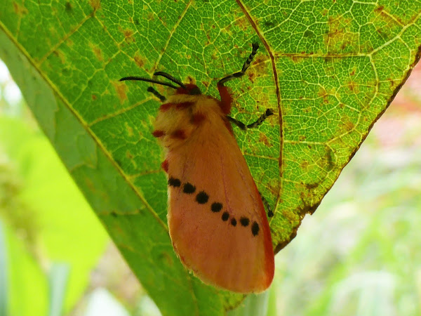 Megalopygid Moth | Project Noah