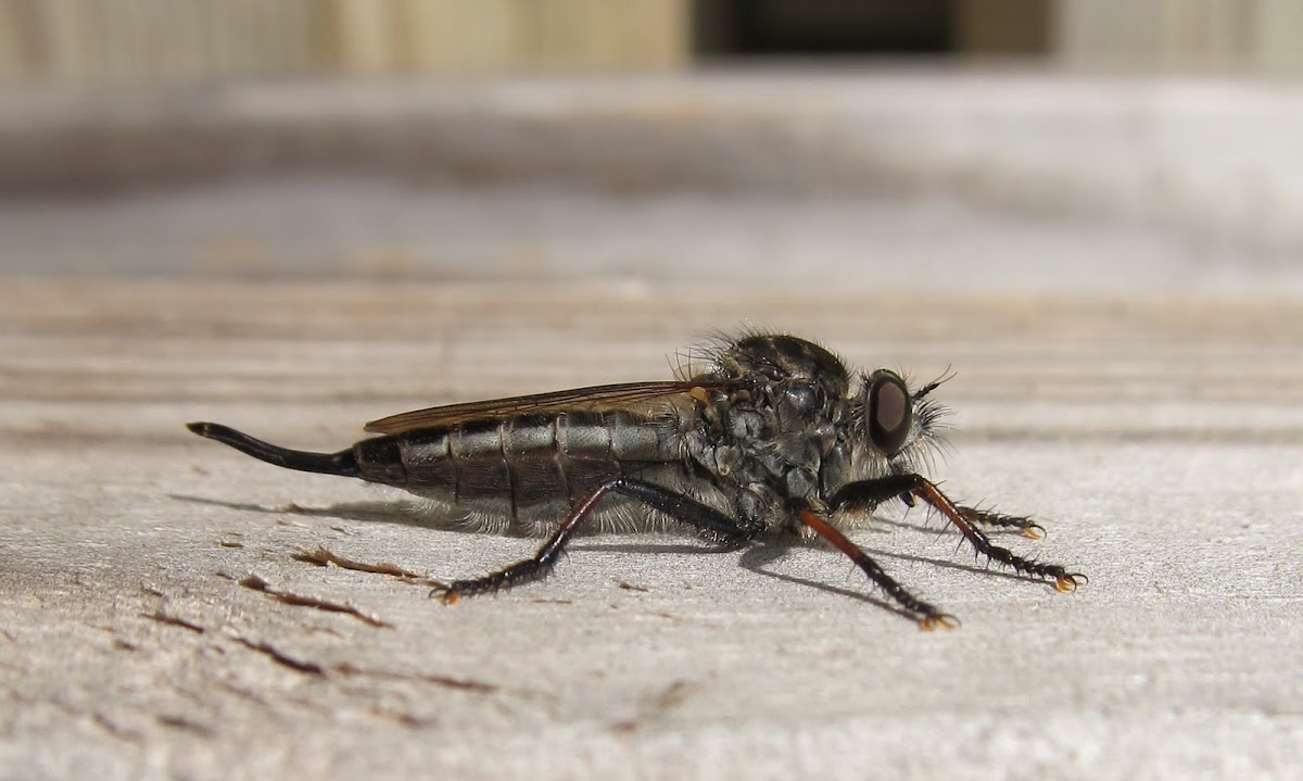 Black Robber fly | Project Noah
