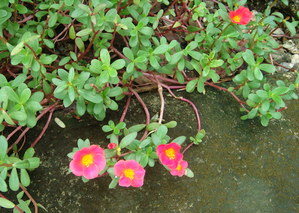 Pink Olasiman | Project Noah